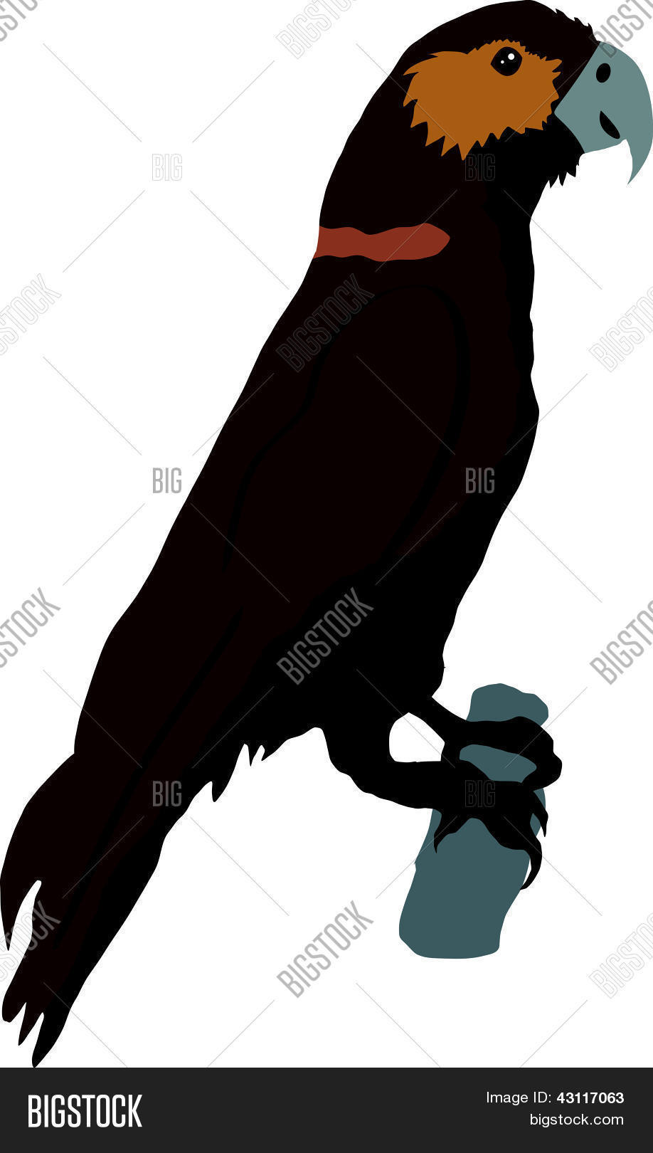 Kaka Parrot Vector & Photo (Free Trial) | Bigstock