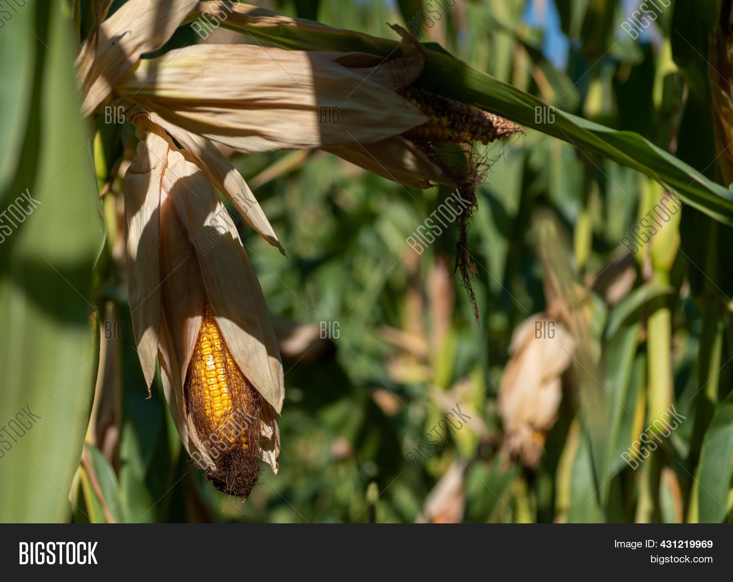 Mature Maize Ear On Image & Photo (Free Trial) | Bigstock