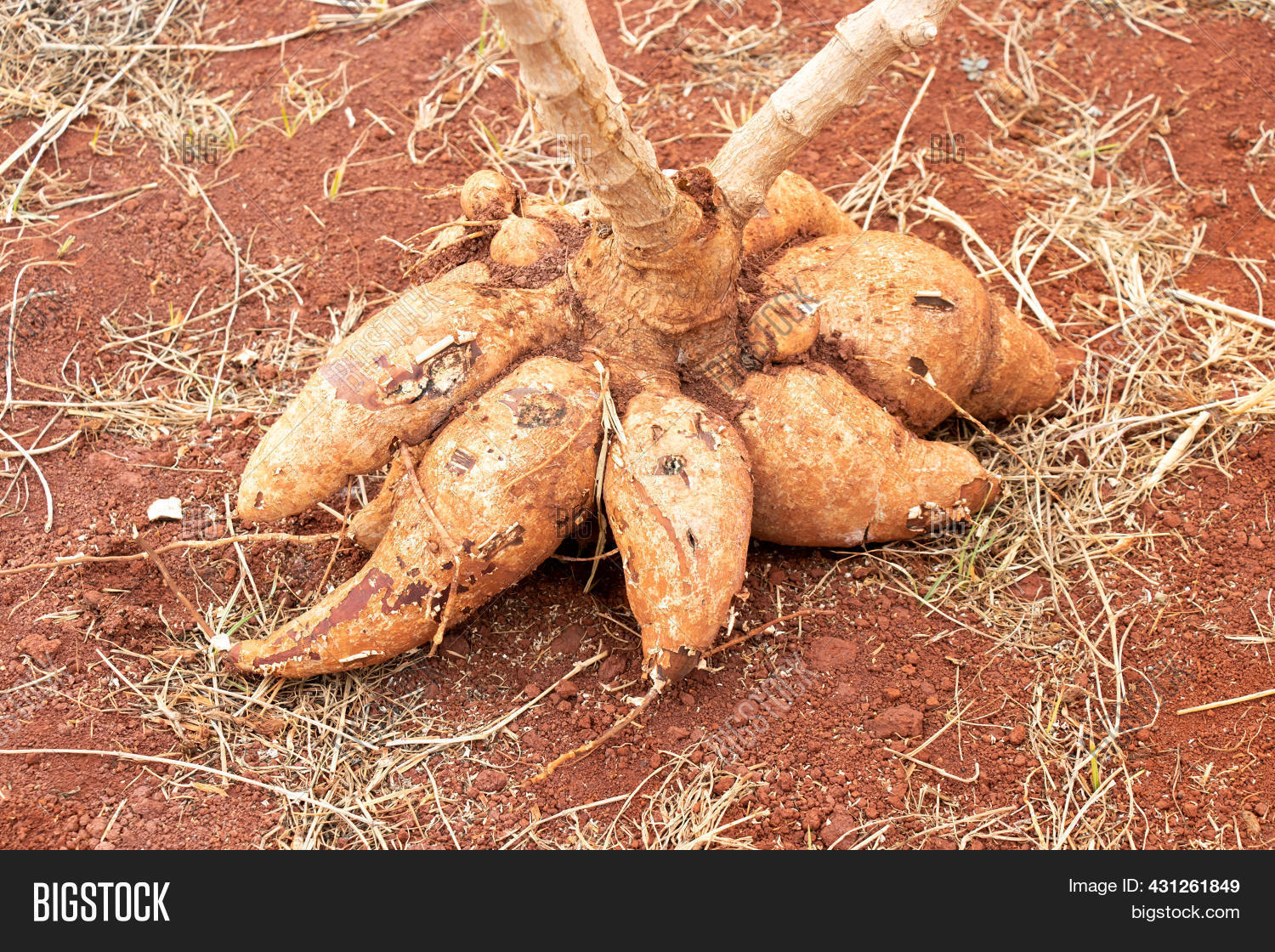Closed Tuber Root Part Image & Photo (Free Trial) | Bigstock