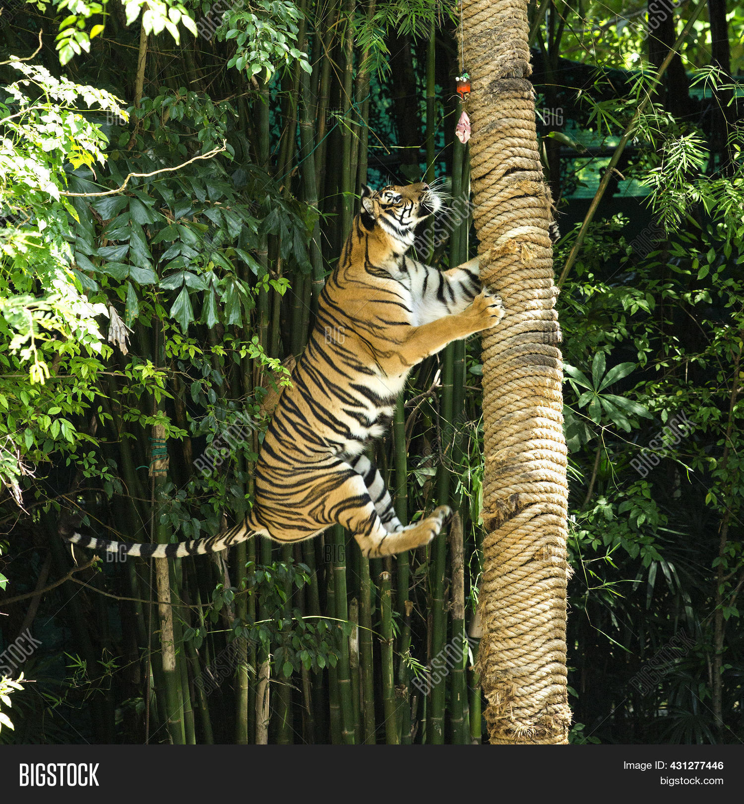 Bengal Tiger Climbing Image & Photo (Free Trial) | Bigstock