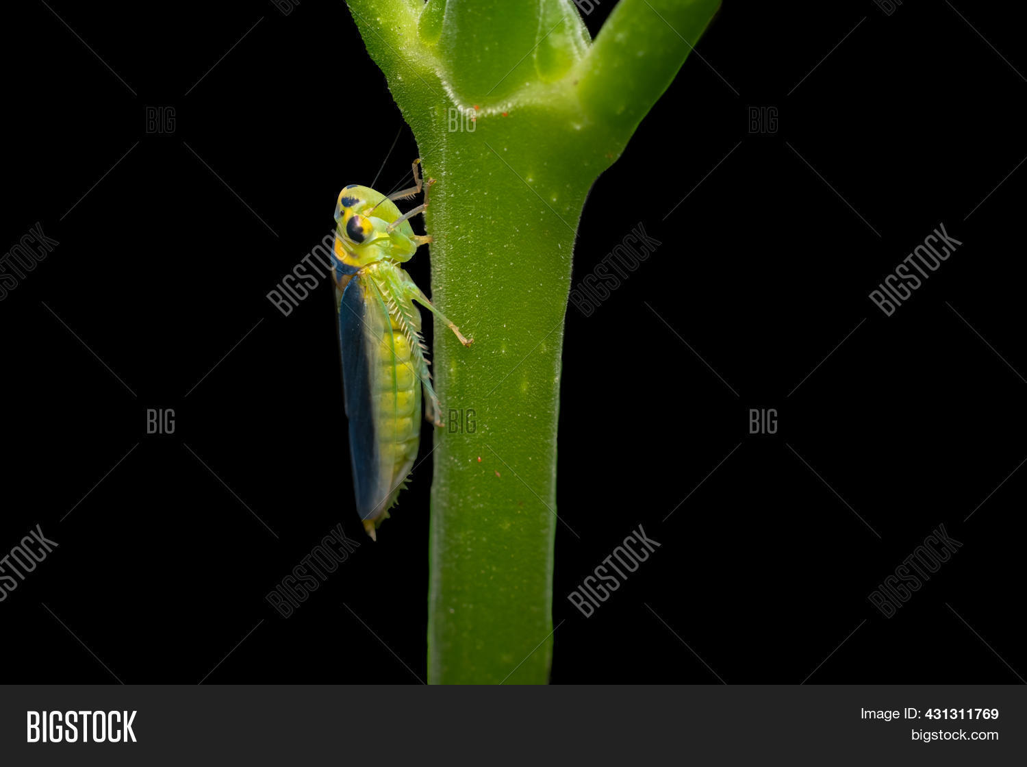 Green Leafhopper Which Image & Photo (Free Trial) | Bigstock