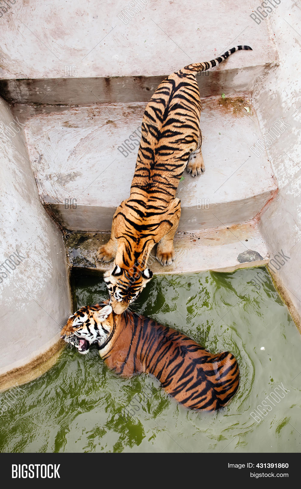 Amur Tiger Swimming Image & Photo (Free Trial) | Bigstock