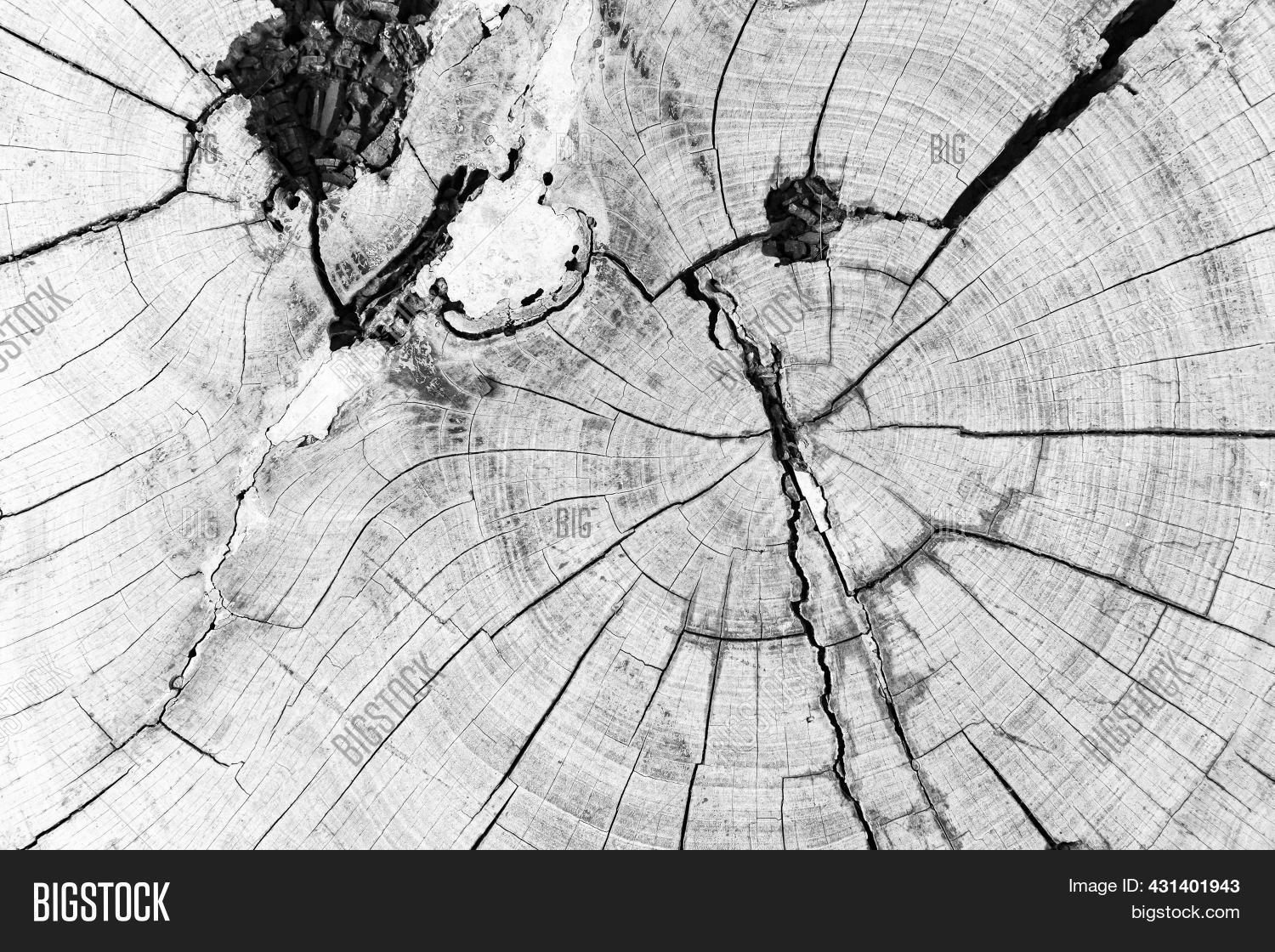 Close - White Stump Image & Photo (Free Trial) | Bigstock