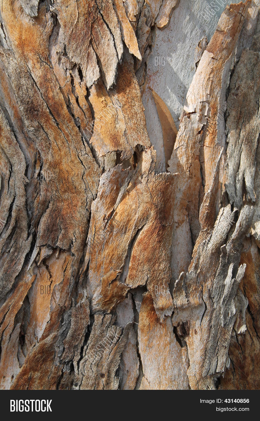 Paperbark Tree Image & Photo (Free Trial) | Bigstock