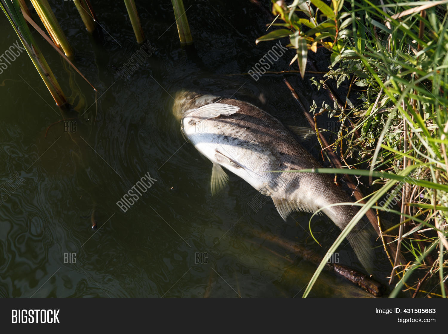 Dead Rotten Fish On Image & Photo (Free Trial) | Bigstock