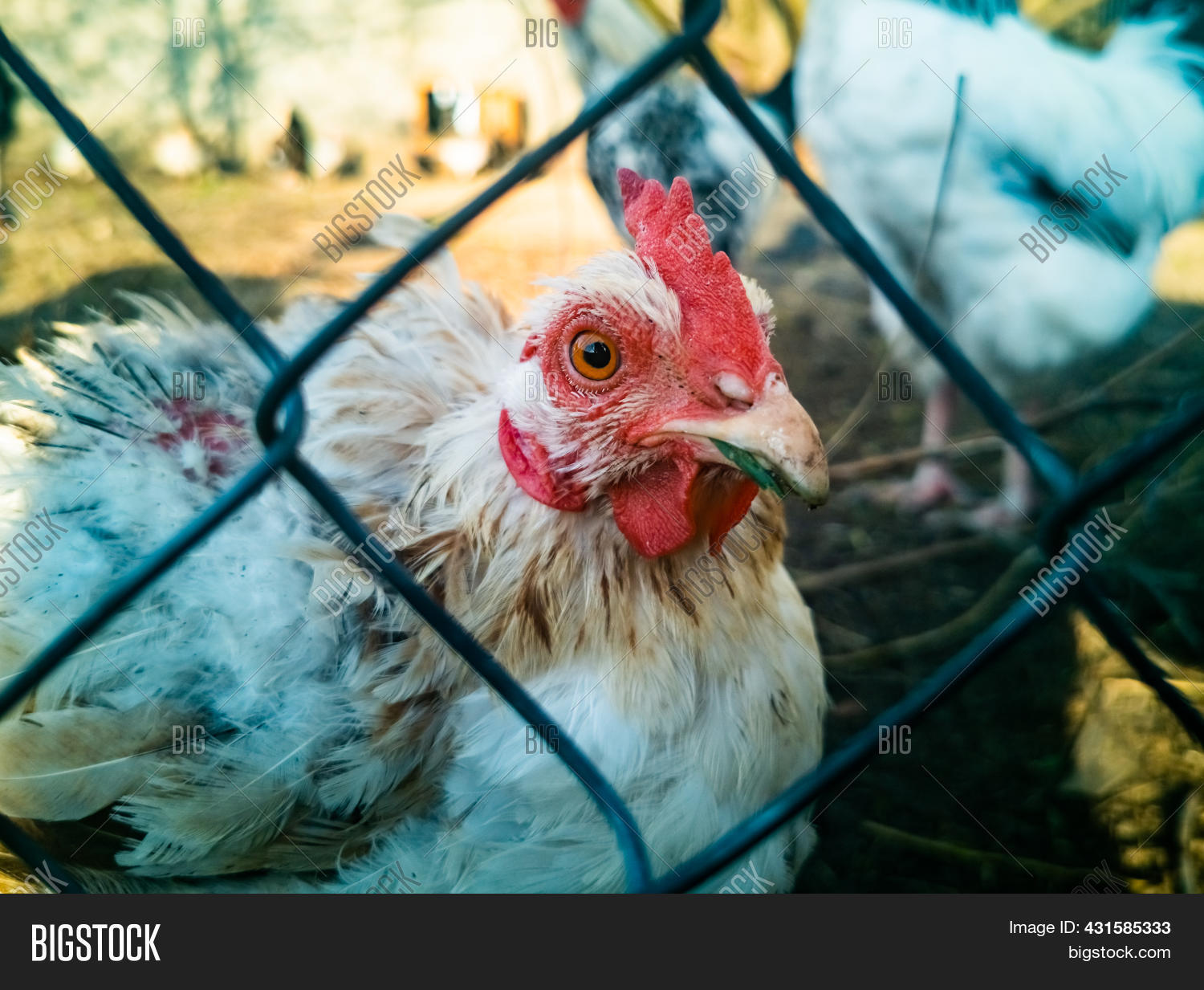 Sick White Hen Behind Image & Photo (Free Trial) | Bigstock