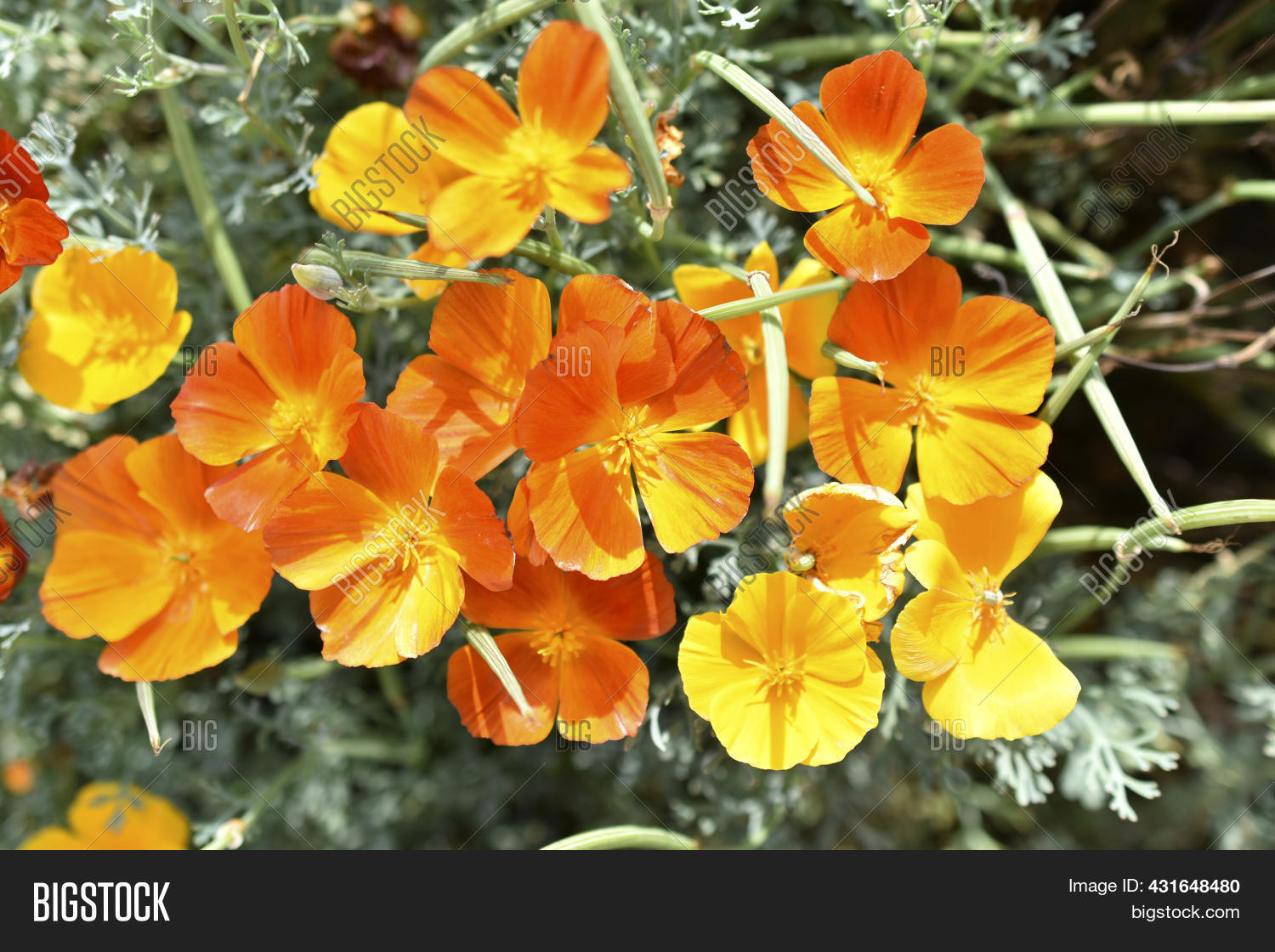 Yellow-red Flowers Image & Photo (Free Trial) | Bigstock