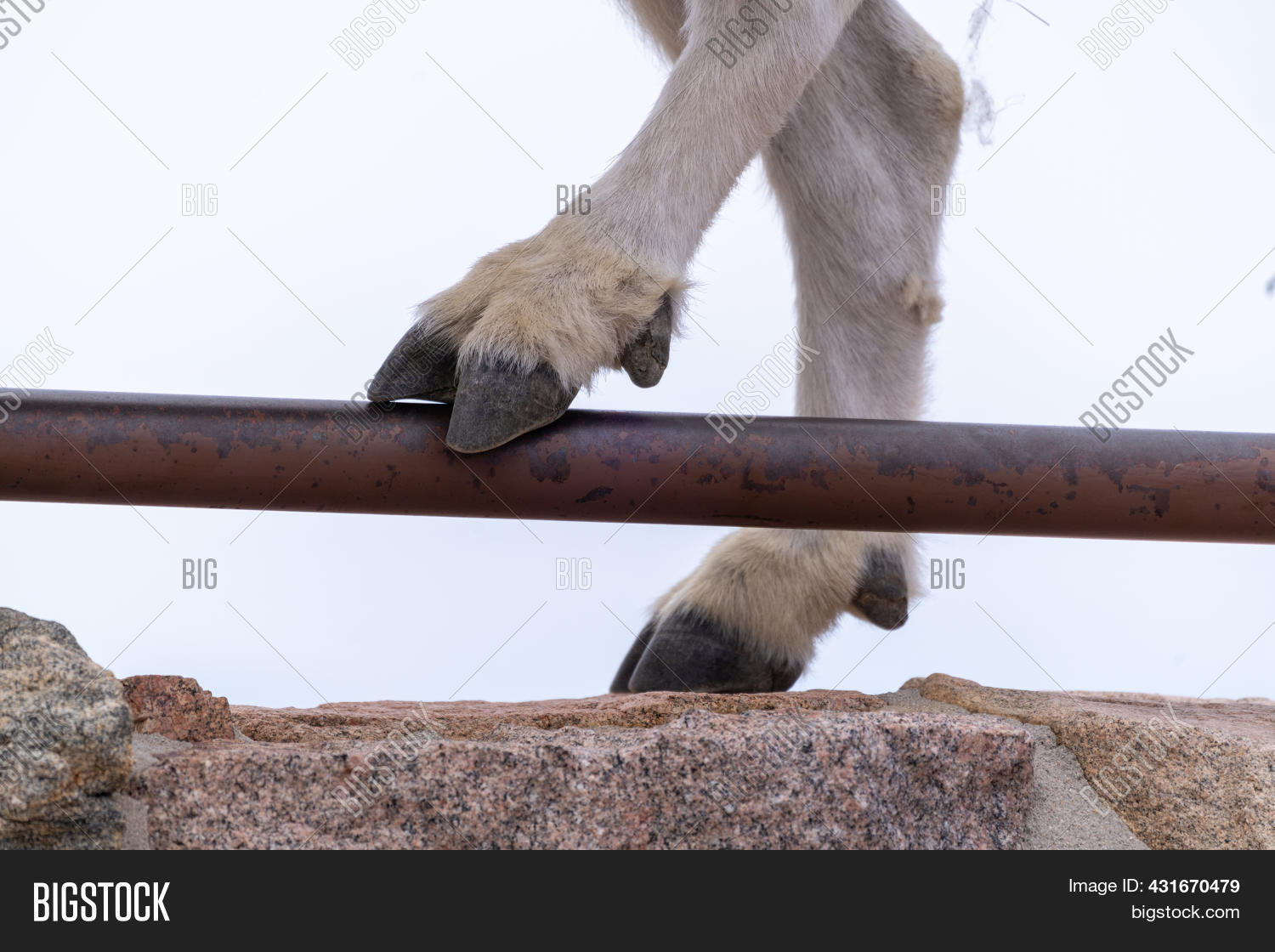 Close Mountain Goat Image & Photo (Free Trial) | Bigstock