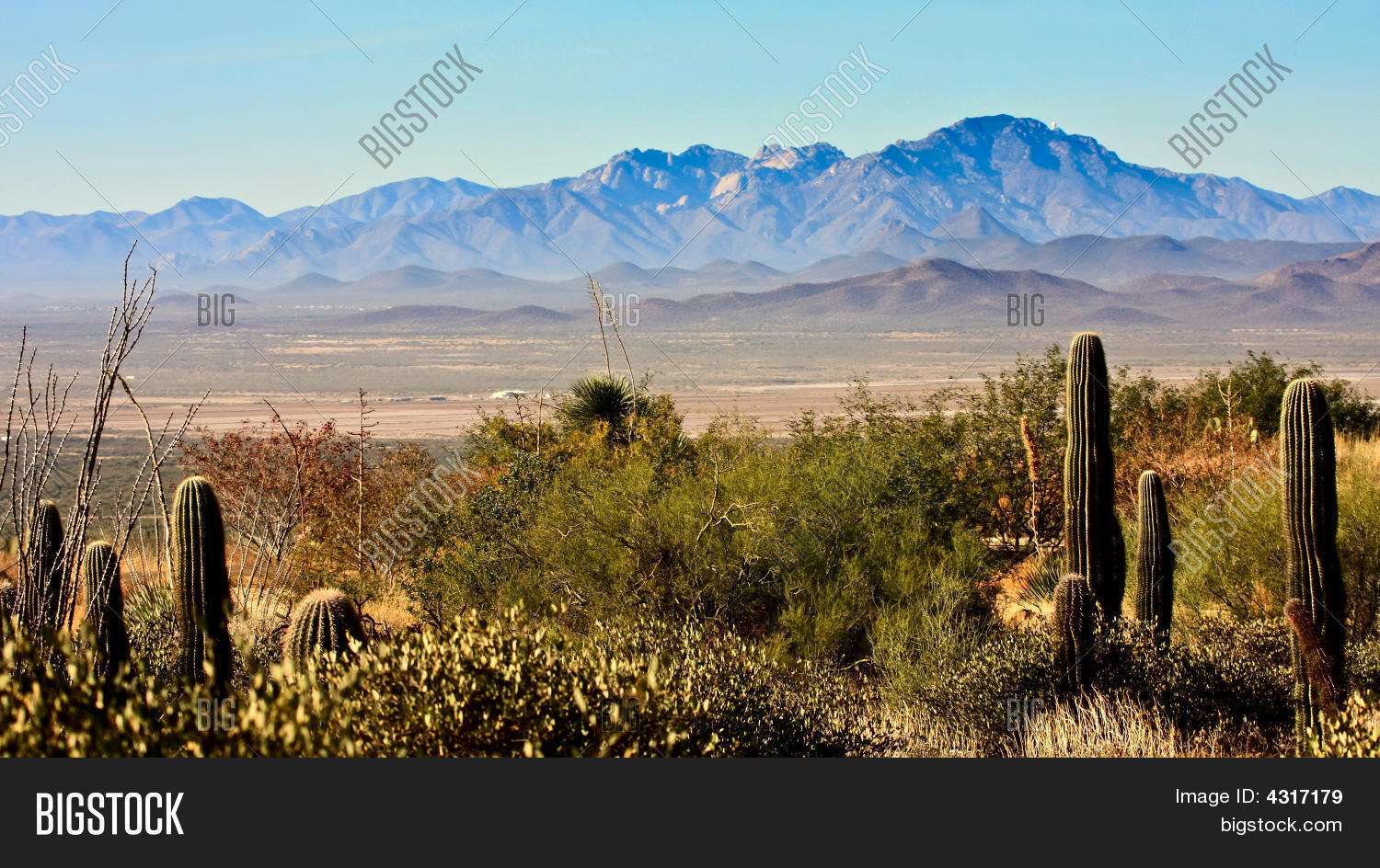 Arizona Sonora Desert Image & Photo (Free Trial) | Bigstock