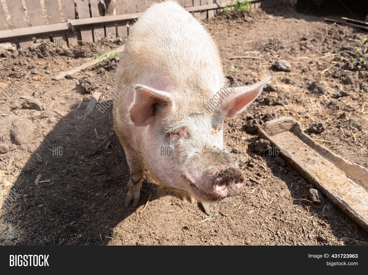 Pink Pigs On Farm. Image & Photo (Free Trial) | Bigstock