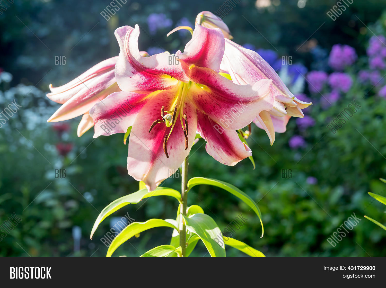 Summer Blooming Flower Image & Photo (Free Trial) | Bigstock