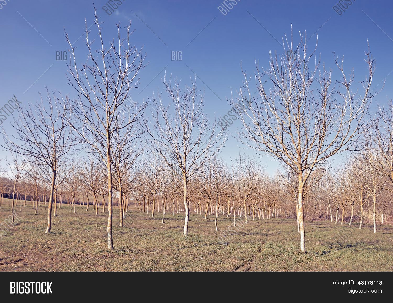 Poplar Tree Forest Image & Photo (Free Trial) | Bigstock