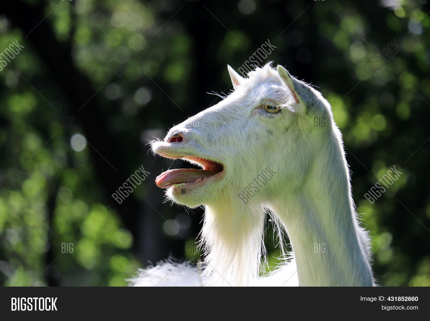 White Goat Bleating Image & Photo (Free Trial) | Bigstock