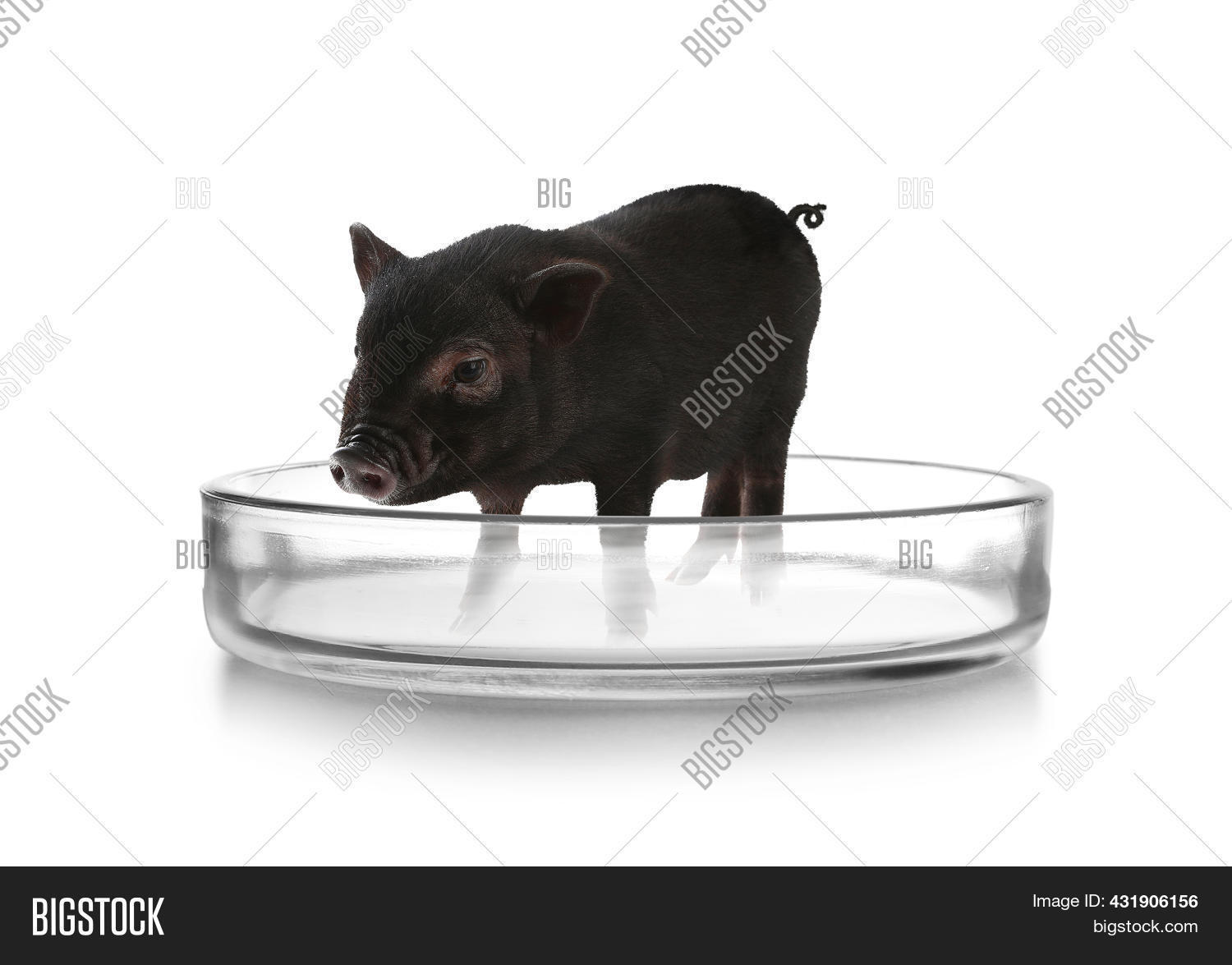 Small Pig Petri Dish Image & Photo (Free Trial) | Bigstock
