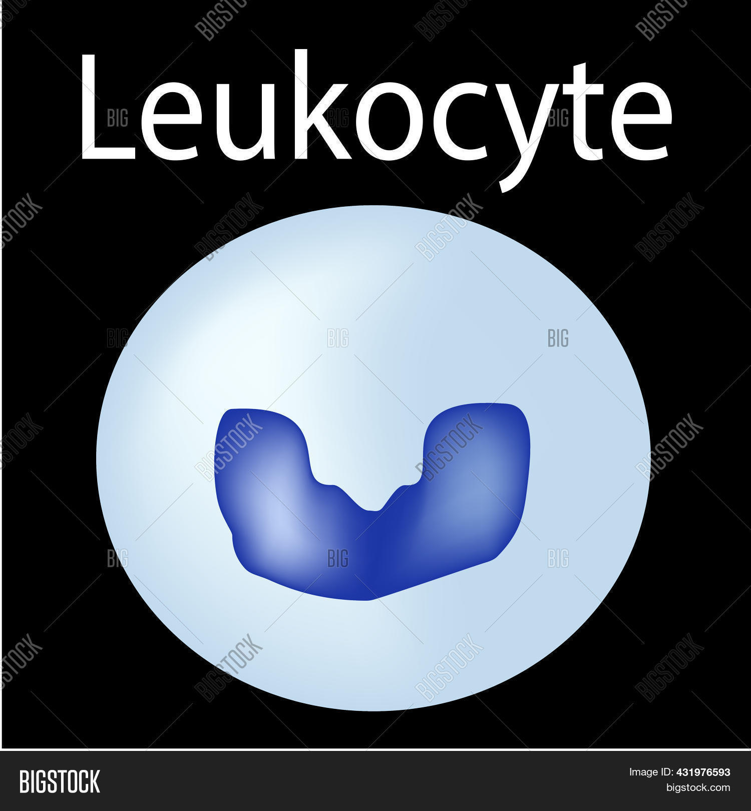 Structure Leukocyte. Image & Photo (Free Trial) | Bigstock