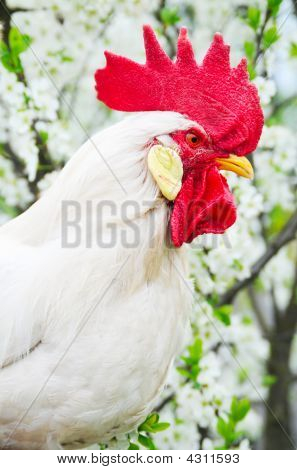 White Rooster Red Image & Photo (Free Trial) | Bigstock