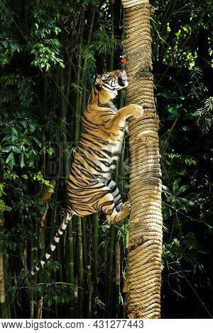 Bengal Tiger Climbing Image & Photo (Free Trial) | Bigstock