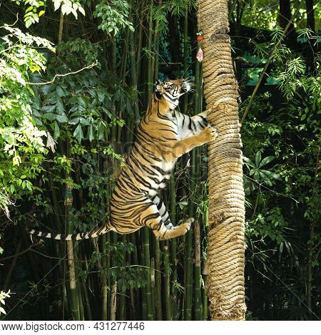 Bengal Tiger Climbing Image & Photo (Free Trial) | Bigstock