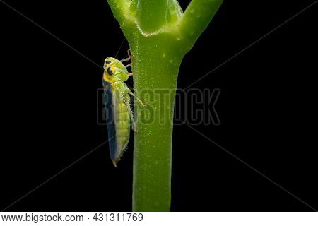 Green Leafhopper Which Image & Photo (Free Trial) | Bigstock