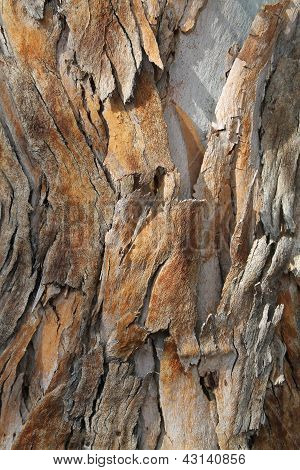 Paperbark Tree Image & Photo (Free Trial) | Bigstock