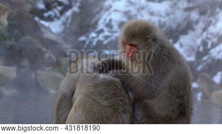 Famous Snow Monkeys Image & Photo (Free Trial) | Bigstock