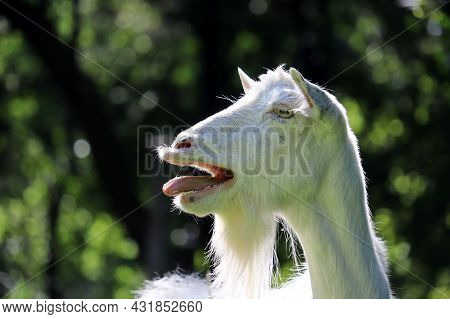 White Goat Bleating Image & Photo (Free Trial) | Bigstock