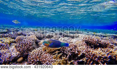 Red Blue Fish Swims Image & Photo (Free Trial) | Bigstock