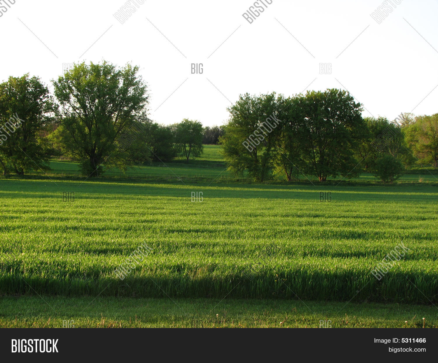 Grass Field Image & Photo (Free Trial) | Bigstock