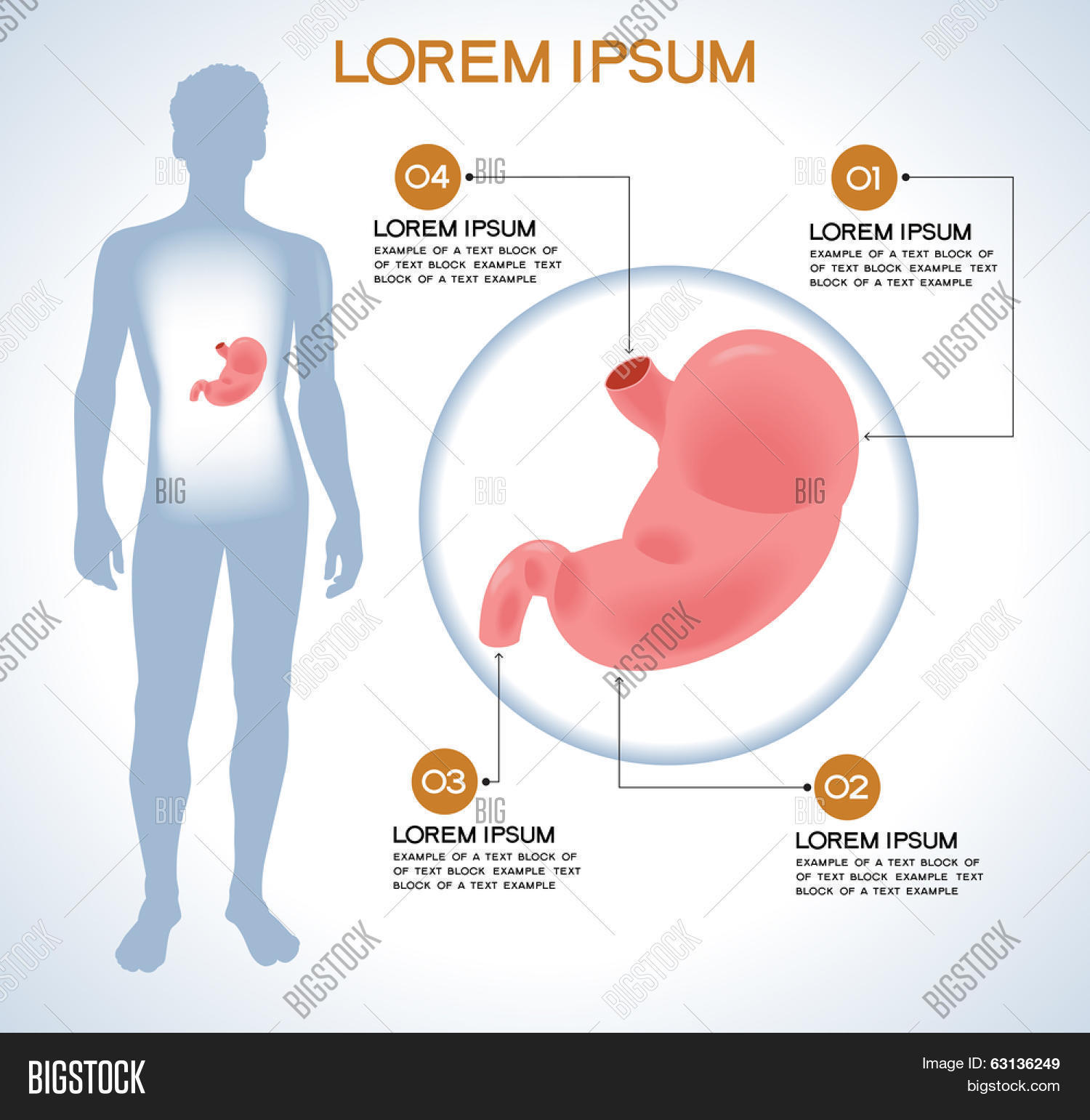 Stomach. Modern Vector & Photo (Free Trial) | Bigstock