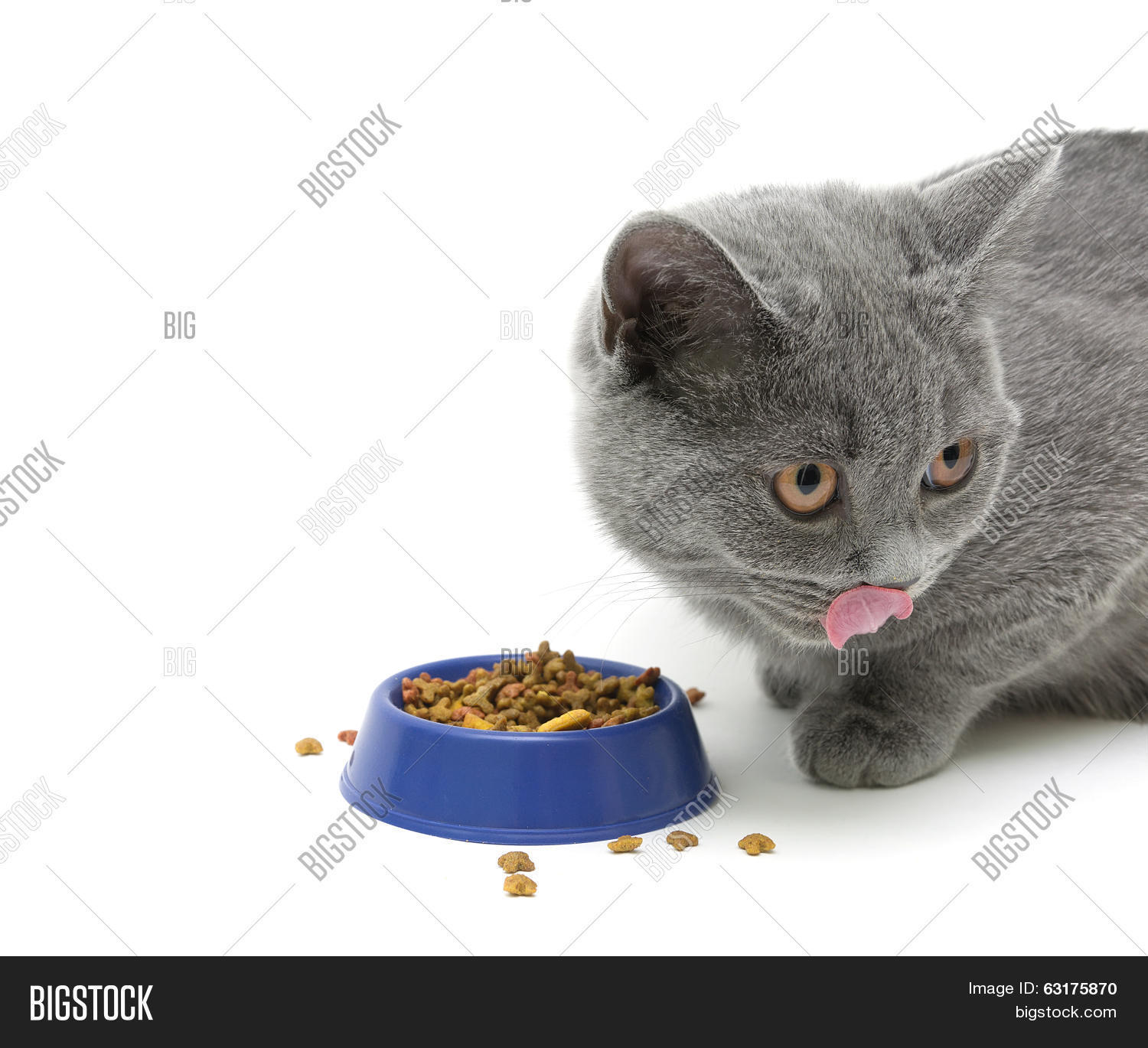 Kitten Eating Cat Food Image & Photo (Free Trial) | Bigstock