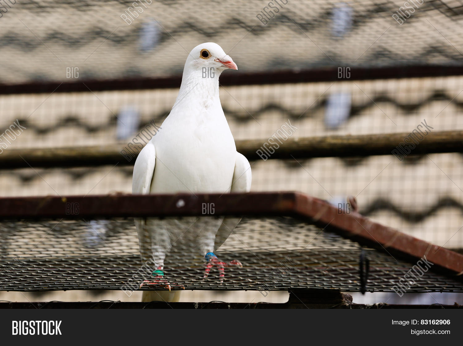 White Dove Breeding Image & Photo (Free Trial) | Bigstock