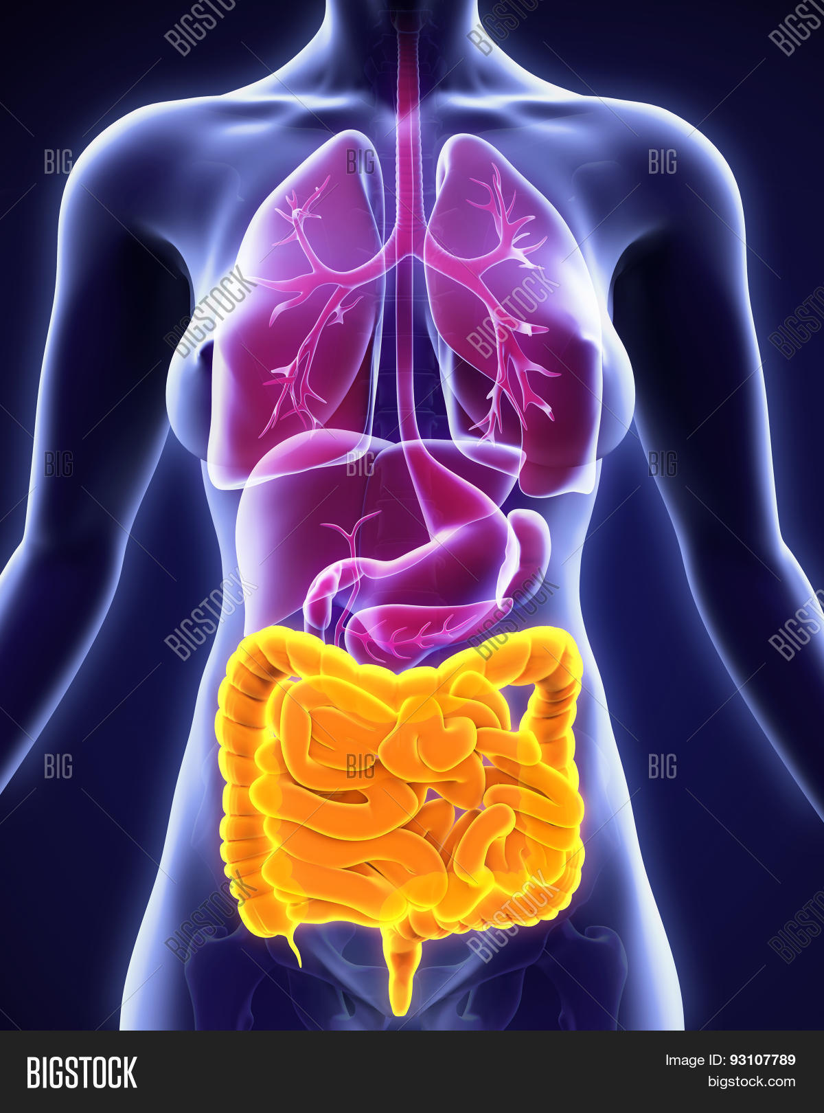 Human Intestine Image & Photo (Free Trial) | Bigstock