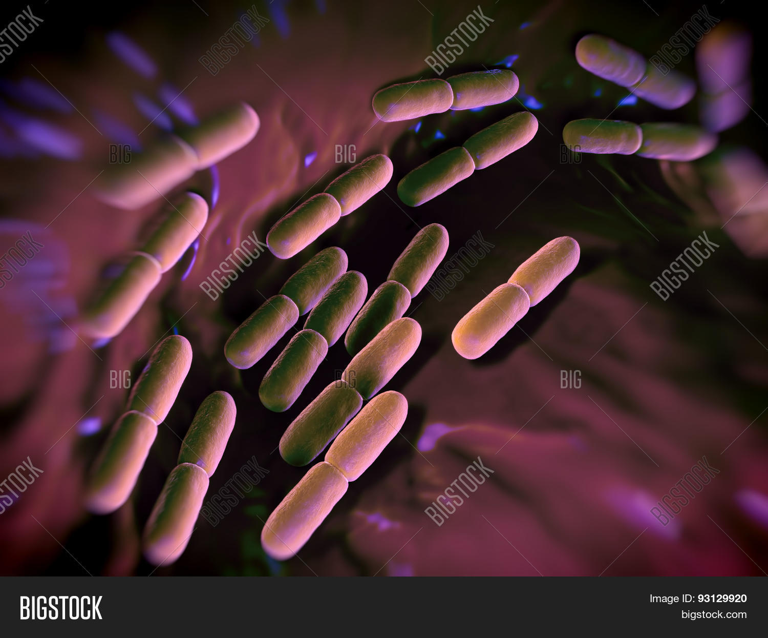 Lactobacillus Bacteria Image & Photo (Free Trial) | Bigstock