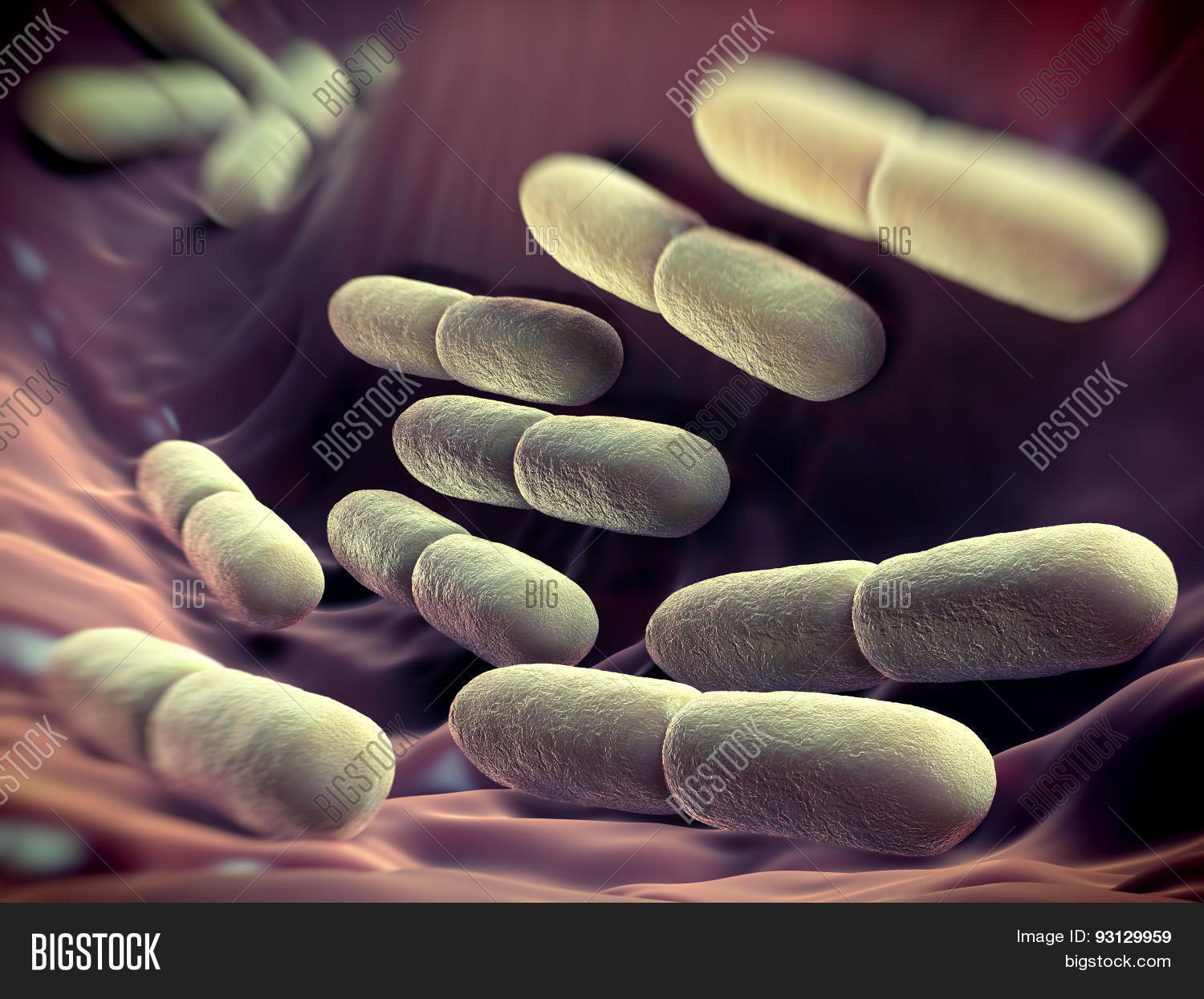 Lactobacillus Bacteria Image & Photo (Free Trial) | Bigstock
