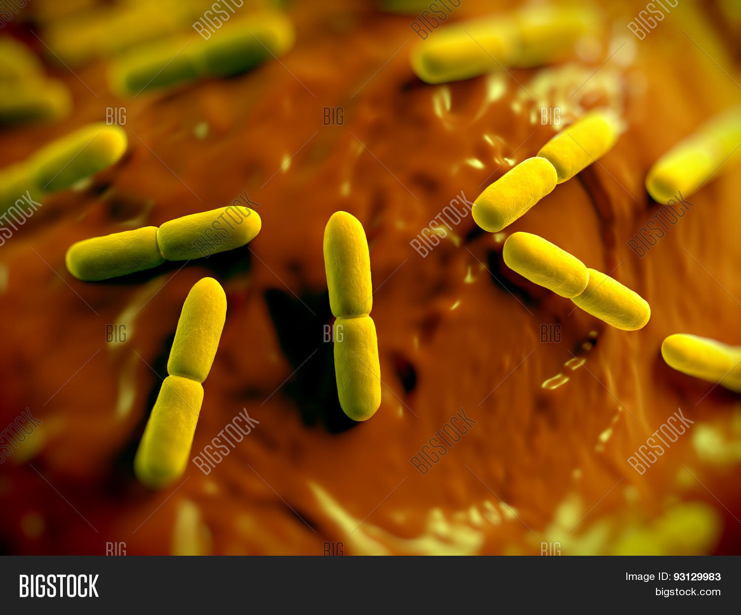 Lactobacillus Bacteria Image & Photo (Free Trial) | Bigstock