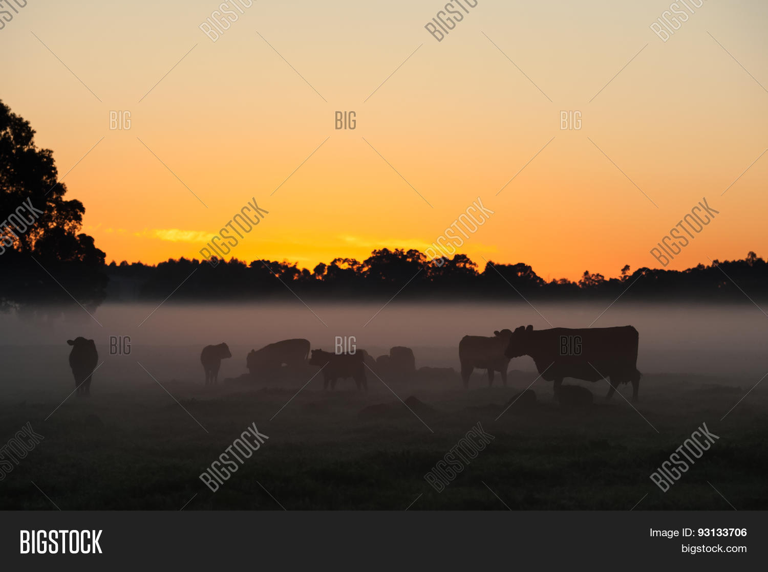 Day Dawns On Farm Image & Photo (Free Trial) | Bigstock