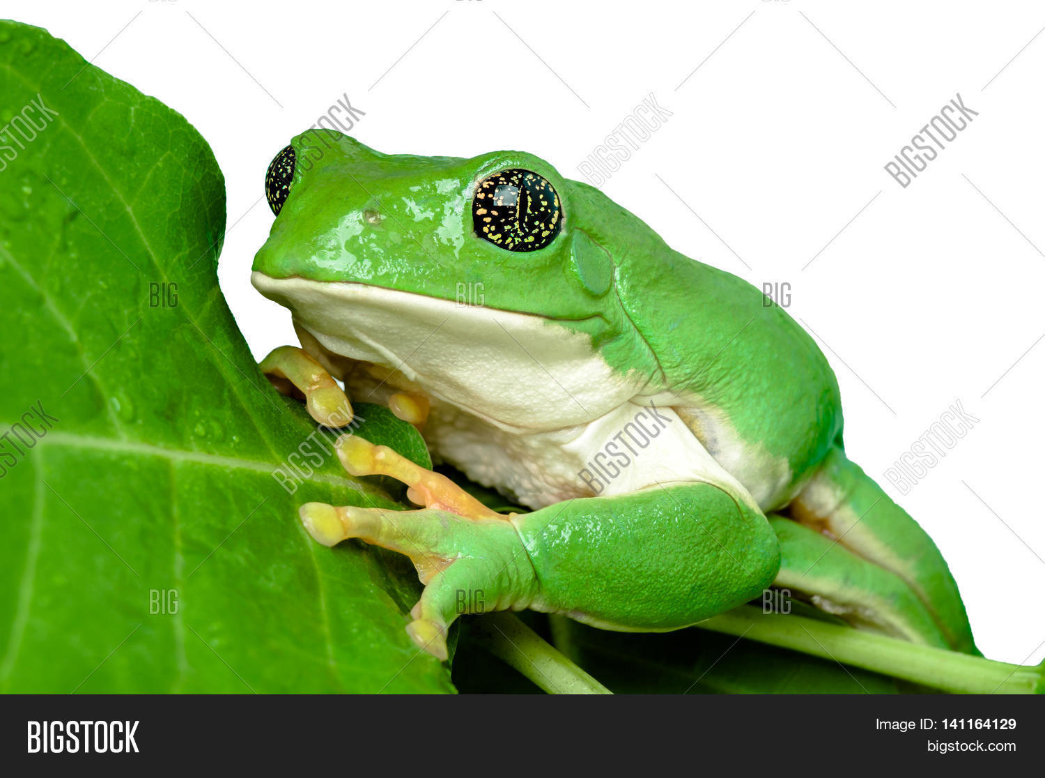 Mexican Leaf Frog Image & Photo (Free Trial) | Bigstock