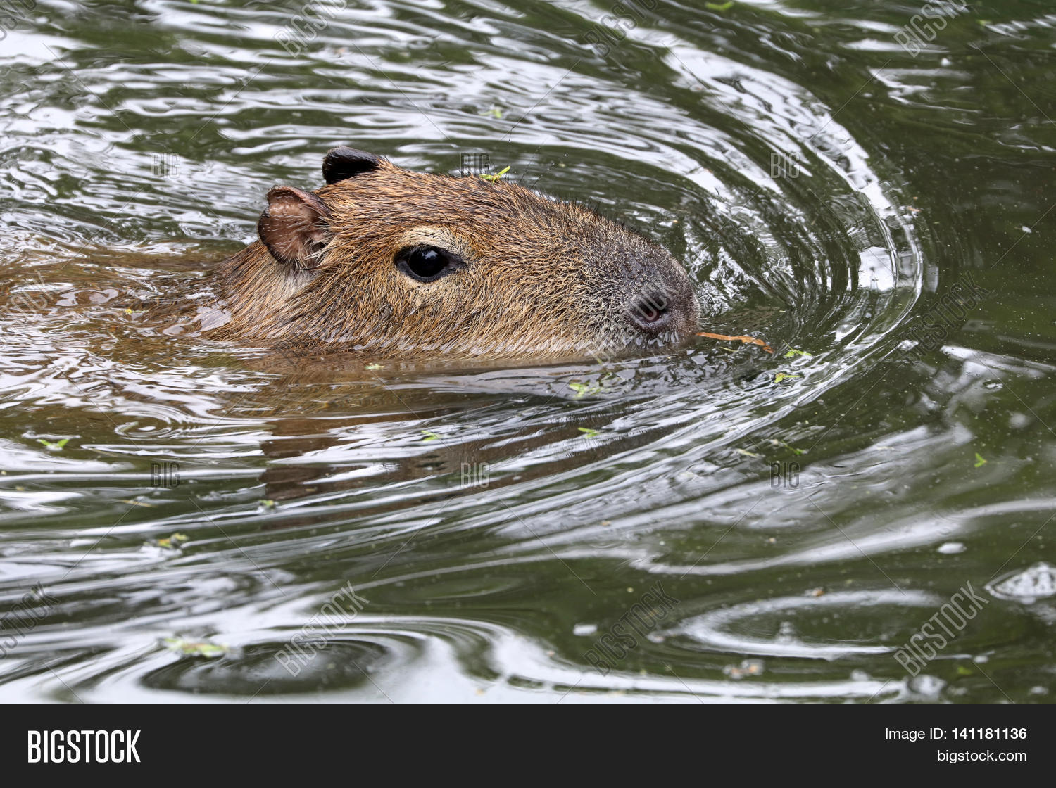 Capybara Swimming Image & Photo (Free Trial) | Bigstock