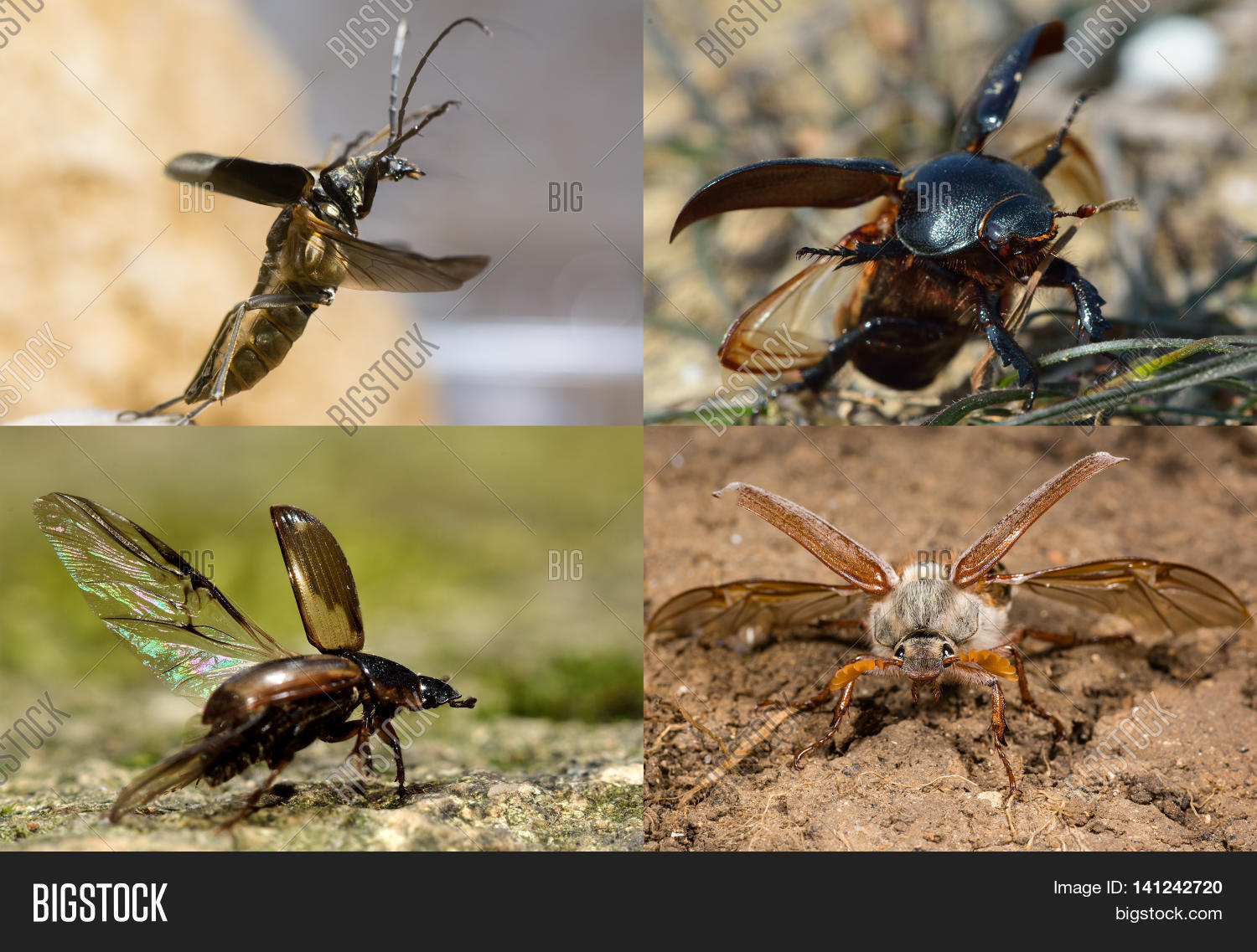 Scarab Beetle Flying