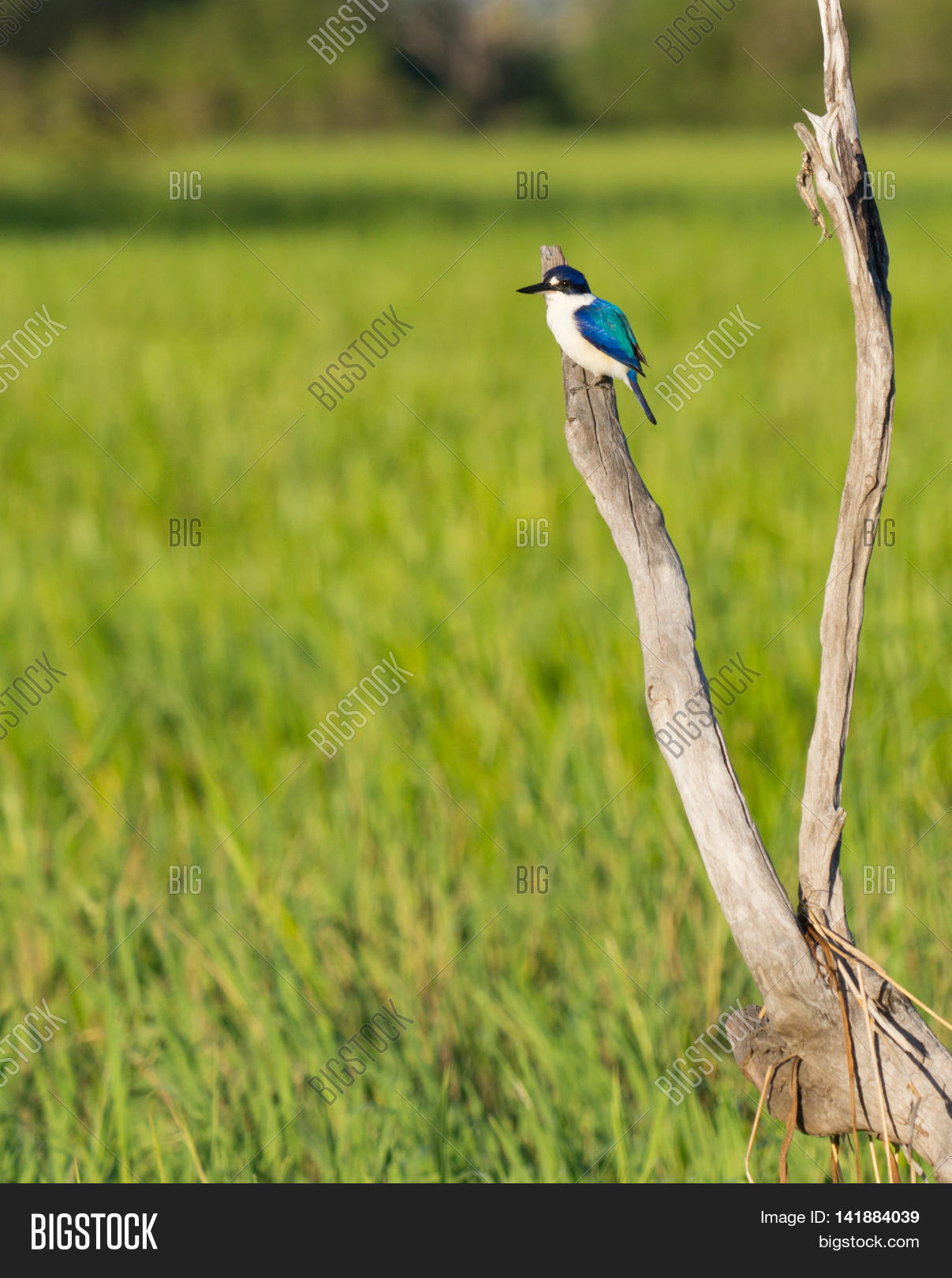 Beautiful Blue Forest Image & Photo (Free Trial) | Bigstock