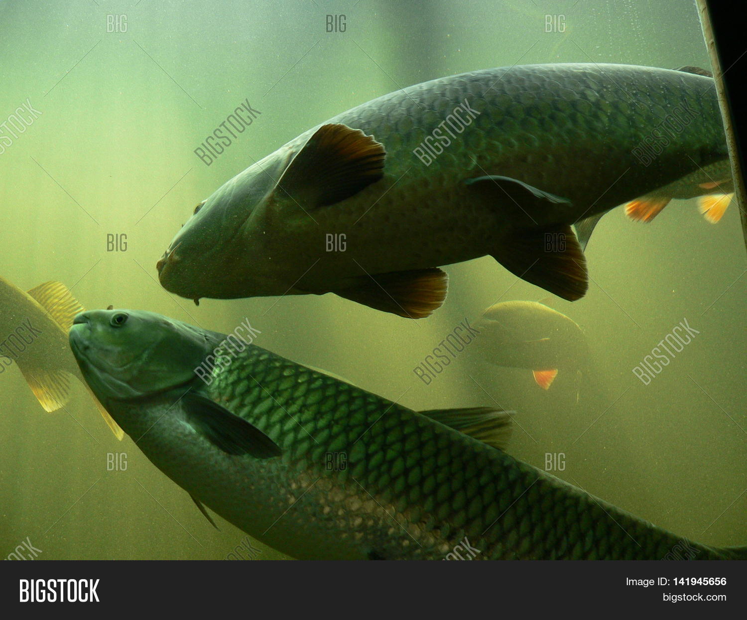 Freshwater Fish Carp, Image & Photo (Free Trial) | Bigstock