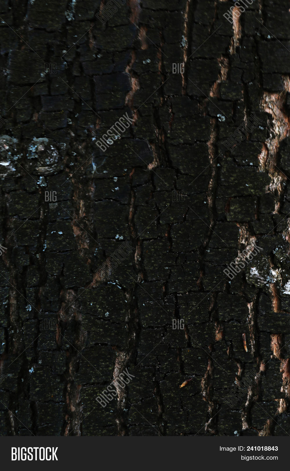 Exture Dark Bark Tree Image & Photo (Free Trial) | Bigstock