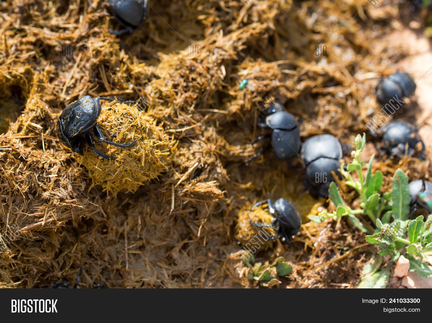 Close Group Scarabaeus Image & Photo (Free Trial) | Bigstock
