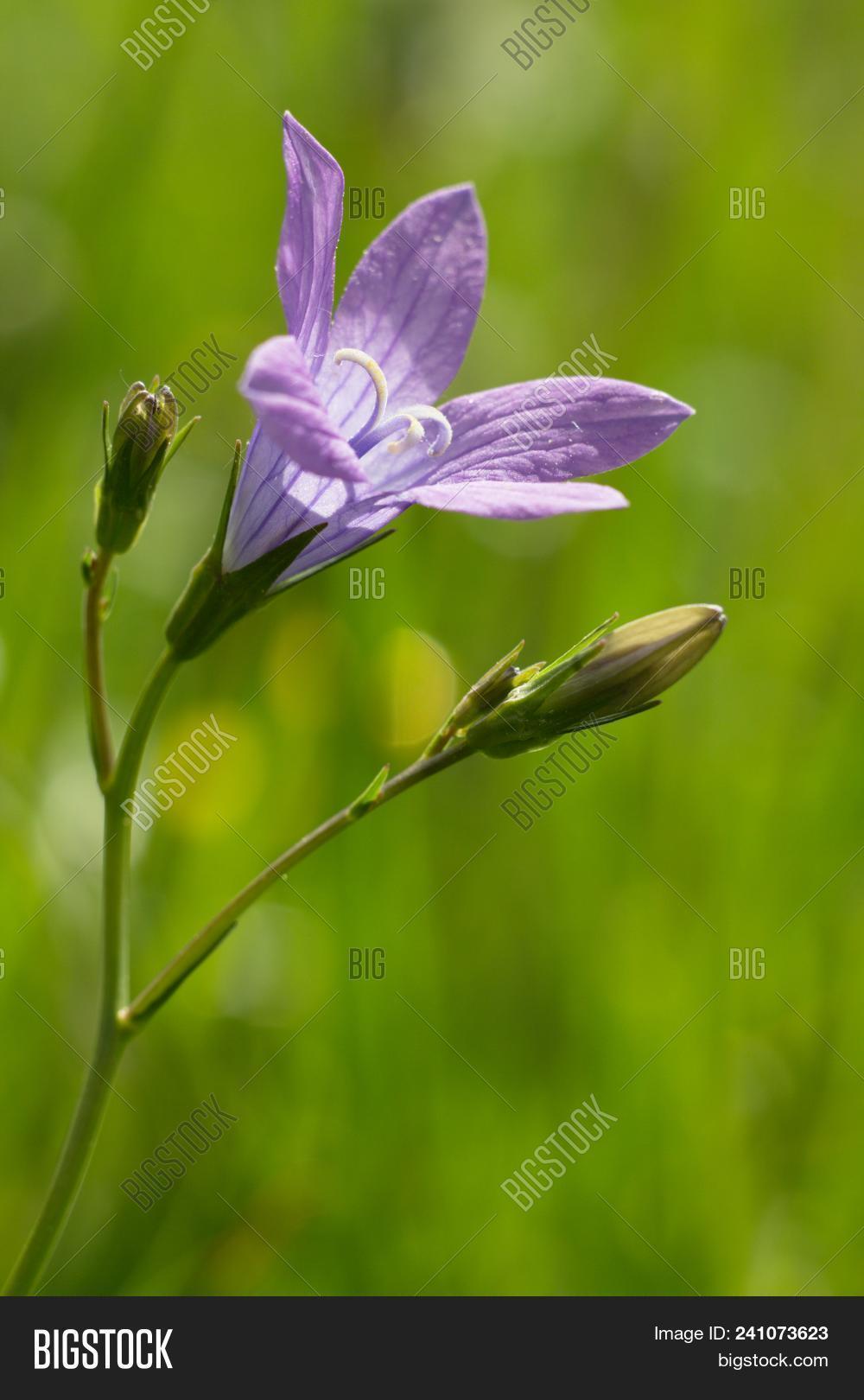 Campanula Large Family Image & Photo (Free Trial) | Bigstock