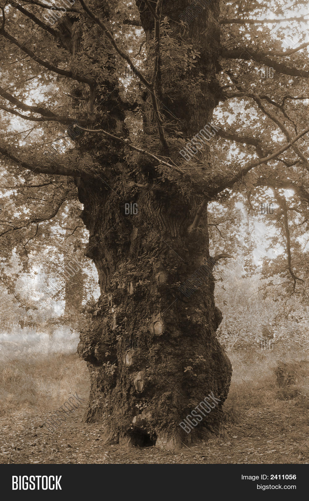 Ancient Tree Image & Photo (Free Trial) | Bigstock