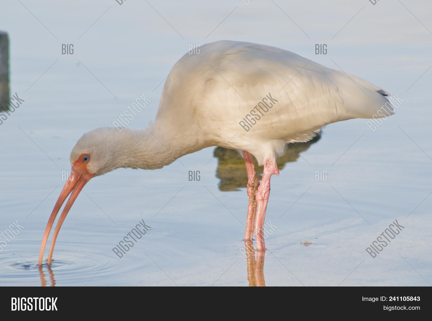 Breakfast Wild Bird Image & Photo (Free Trial) | Bigstock
