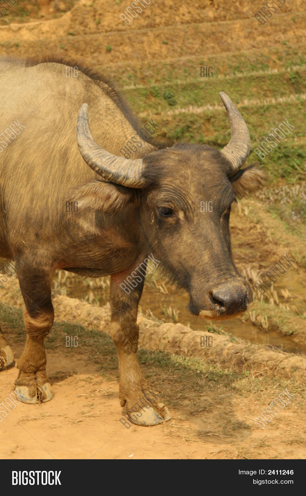 Vietnamese Water Image & Photo (Free Trial) | Bigstock