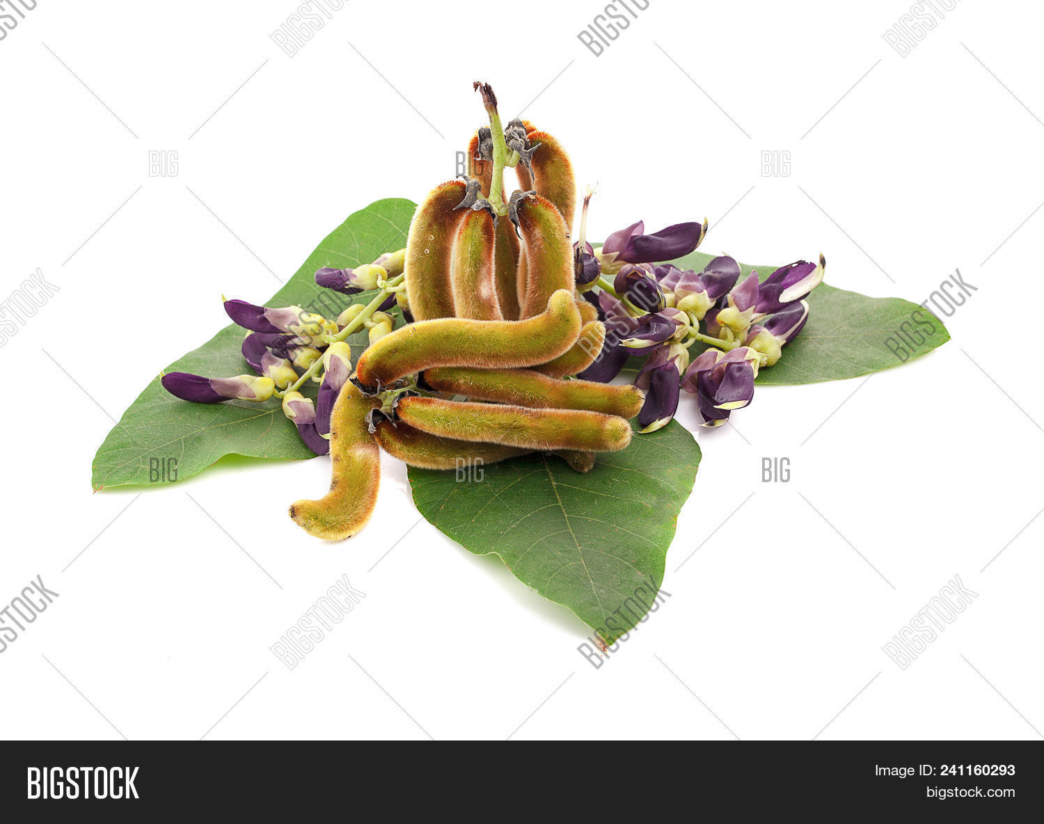 Mucuna Pruriens Image & Photo (Free Trial) | Bigstock