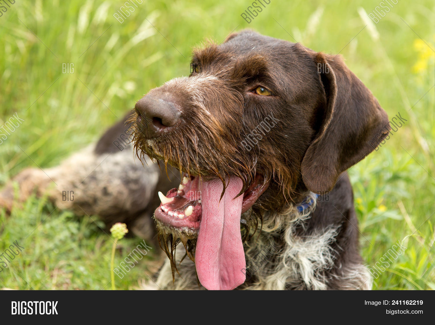 German Hunting Image & Photo (Free Trial) | Bigstock