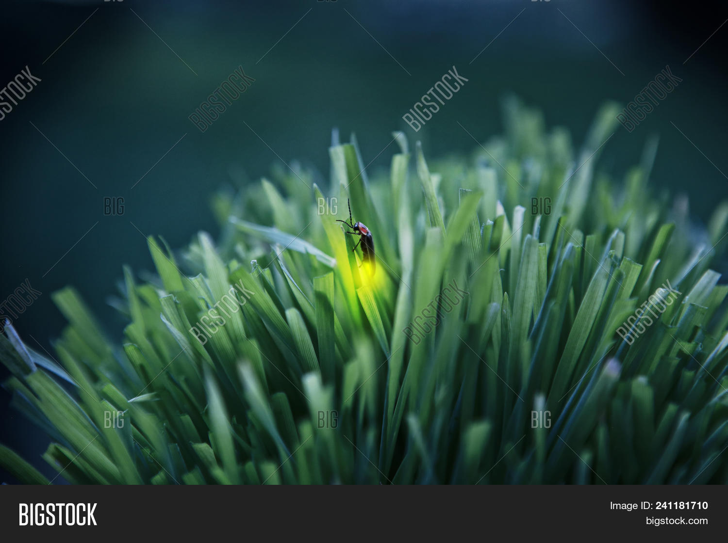 Firefly On Grass Dusk Image & Photo (Free Trial) | Bigstock